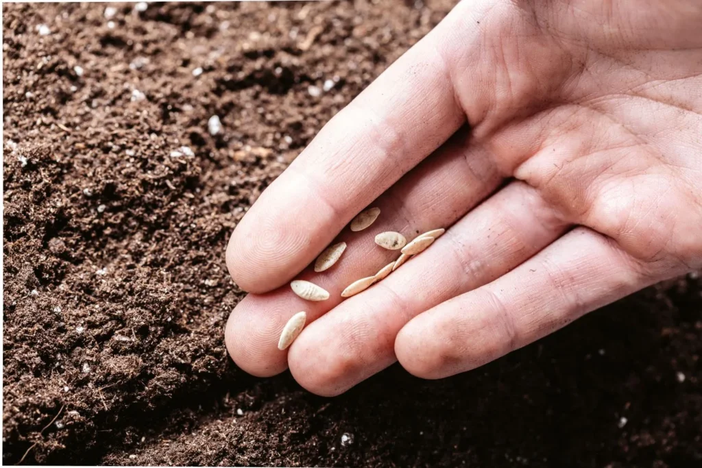 Lawn Overseeding vs Reseeding: Which Is Right for Mableton?