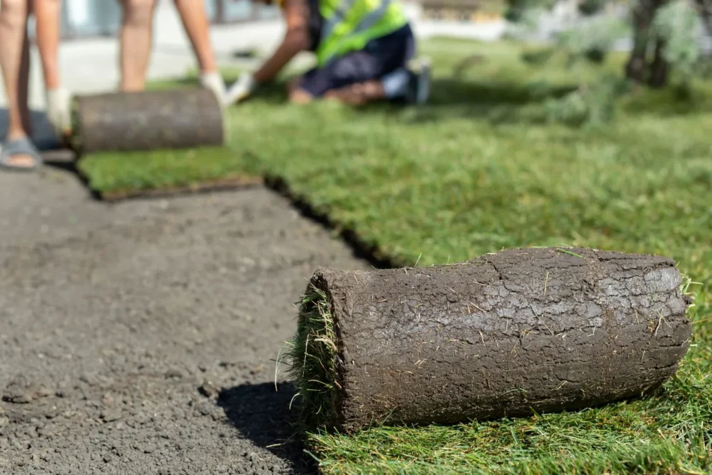 Weed Pro: Lawn Restoration Tips for Georgia Lawns in 2026