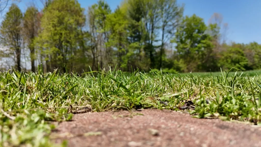 The Role of Oxygen in Turfgrass Root Health | Stronger Lawns Start Below